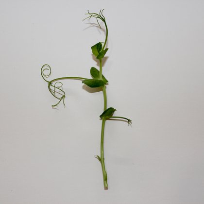 London Farmers' Markets | Balham Farmers' Market