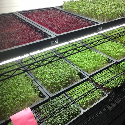 London Farmers' Markets | Blackheath Farmers' Market